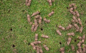 How to Aerate Golf Greens (Step by Step Guide for Beginners)