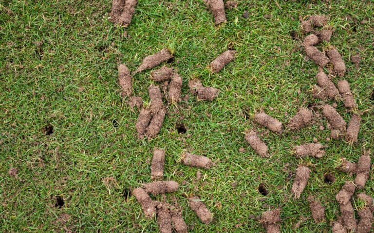 How to Aerate Golf Greens (Step by Step Guide for Beginners)